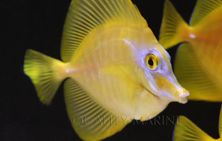 Captive Bred Yellow Tang Review | Reef Builders | The Reef and ...