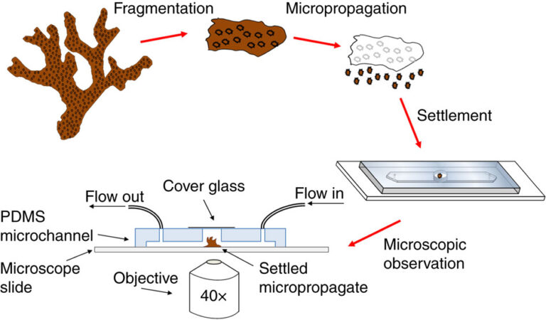 World’s smallest reef aquarium created by coral scientists | Reef Builders | The Reef and ...