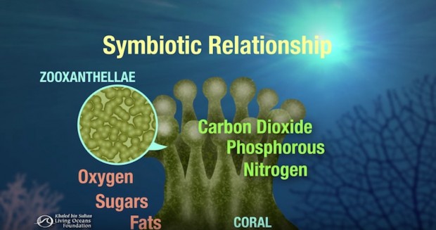 What is a coral? This video is the best explanation yet | Reef Builders ...