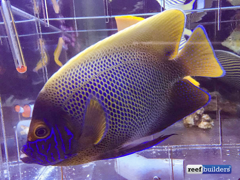 Hybrid blueface angelfish appears at Vessel 1997 in Japan | Reef ...