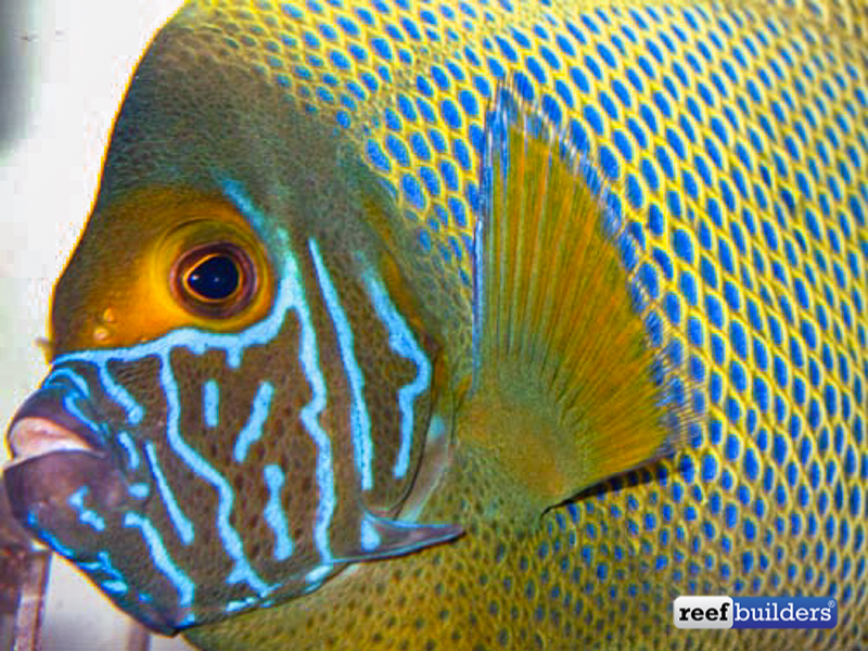 Hybrid blueface angelfish appears at Vessel 1997 in Japan | Reef ...