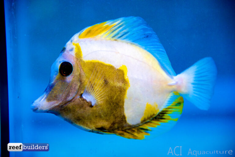 First good pictures of the newest wicked colored koi scopas tang | Reef ...