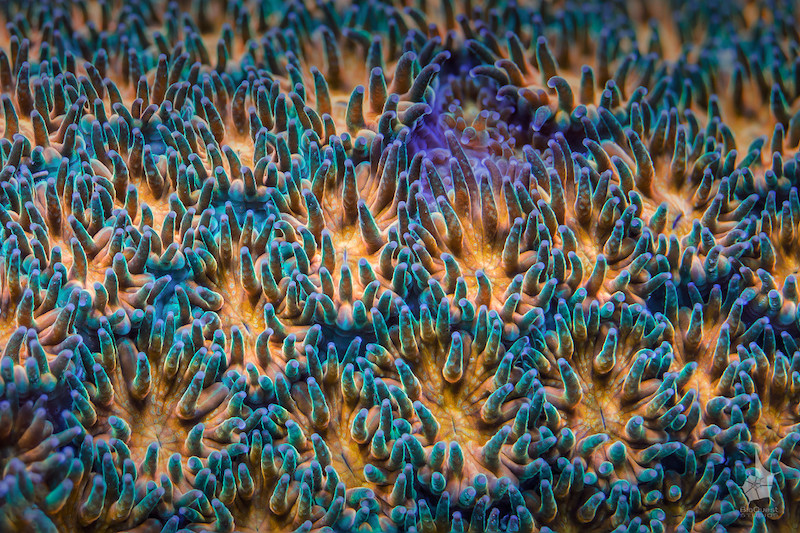 Corals as you’ve never seen them before on Microworlds Photography ...