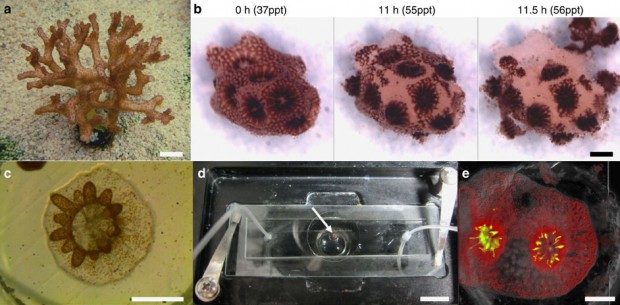 World’s smallest reef aquarium created by coral scientists | Reef ...