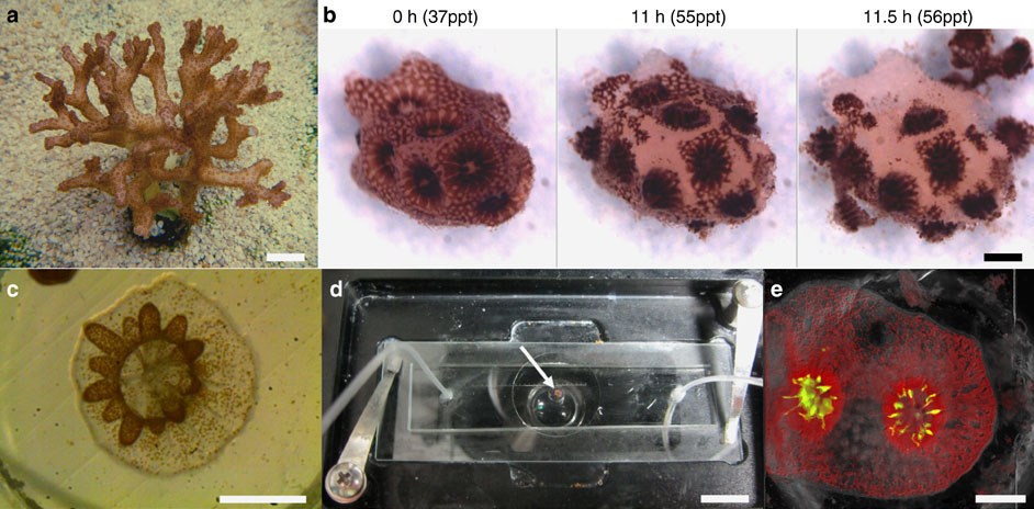 World’s smallest reef aquarium created by coral scientists | Reef ...