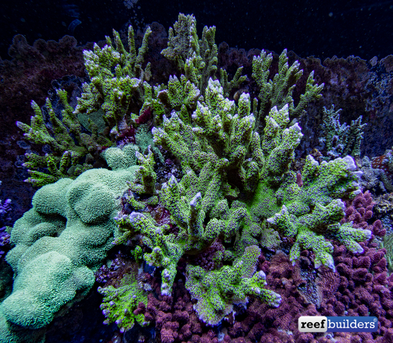 Dive into the masterpiece reef display of Aquatic Art Inc. | Reef ...