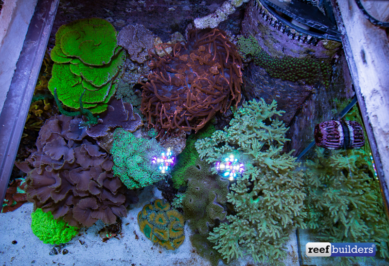 The Tyson Reef tank looks incredible after 15 years | Reef Builders ...