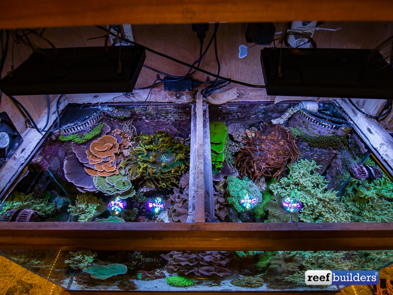 The Tyson Reef tank looks incredible after 15 years | Reef Builders ...