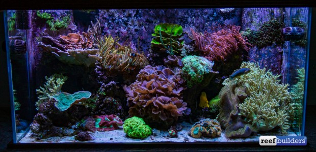 The Tyson Reef tank looks incredible after 15 years | Reef Builders ...
