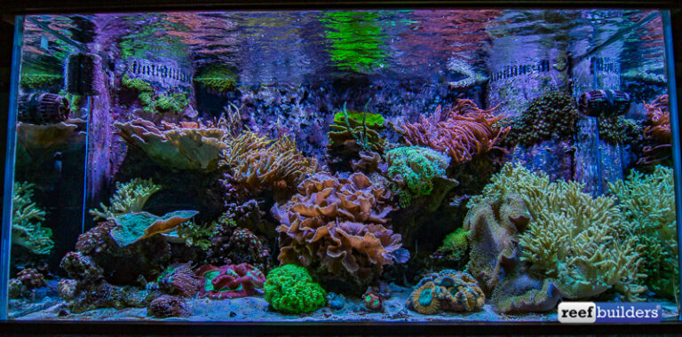 How To Fill Out Your Reef Tank When You’re Just Getting Started | Reef ...