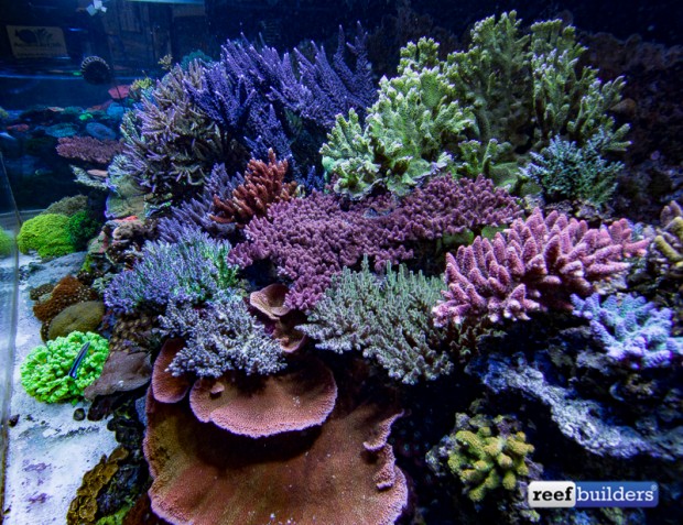 Five Great Large Colorado Reef Tanks We’ve Featured This Year | Reef ...