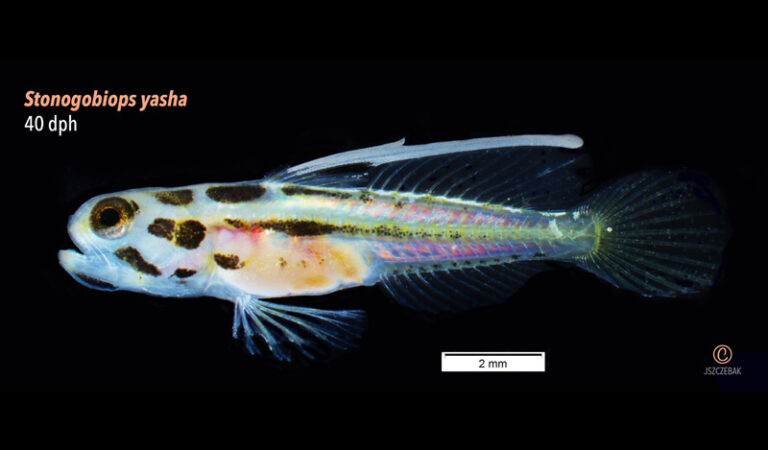 Yasha goby successfully captive bred by Rising Tide Conservation | Reef Builders | The Reef and ...