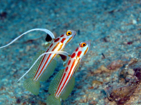 Yasha goby successfully captive bred by Rising Tide Conservation | Reef ...
