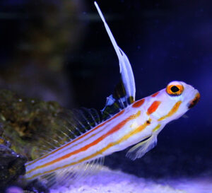 The Yasha Shrimp Goby: A Hardy, Peaceful, Somewhat Rare Nano Reef ...