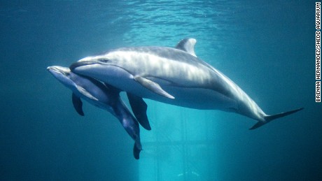 Baby dolphin birth captured on video | Reef Builders | The Reef and ...