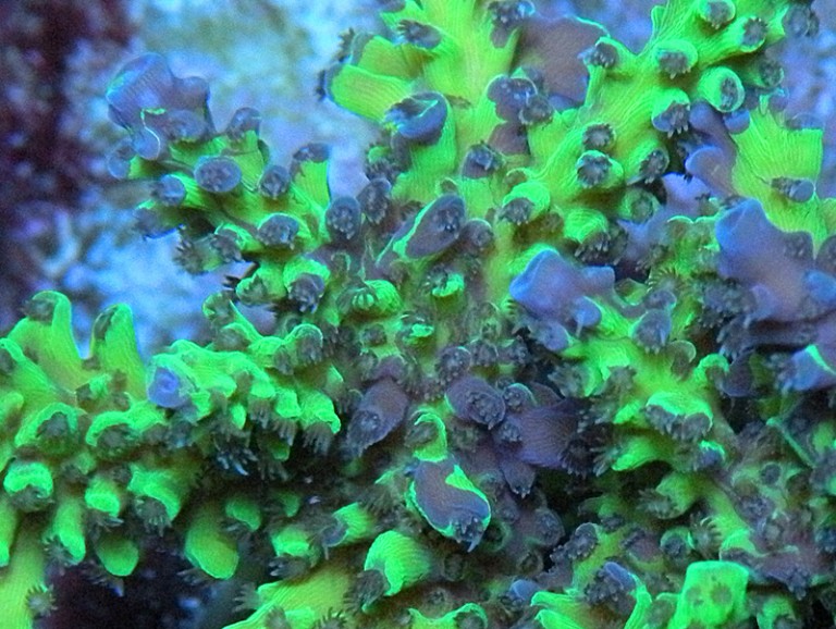Insane purple Acropora suharsonoi with neon green ‘GFP infection ...