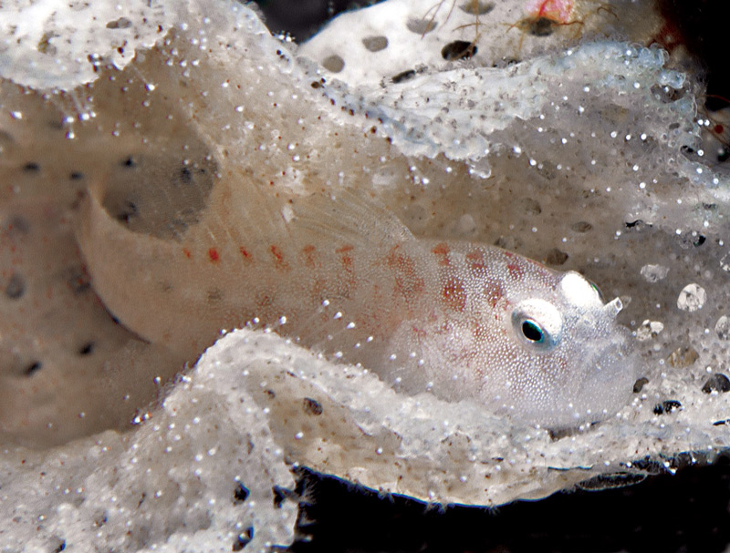 Sueviota bryozophyla is a new goby from Indonesia that loves bryozoans ...