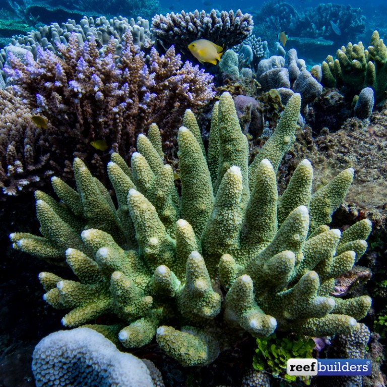 What Temperature Is Too Hot For A Reef Aquarium? | Reef Builders | The ...
