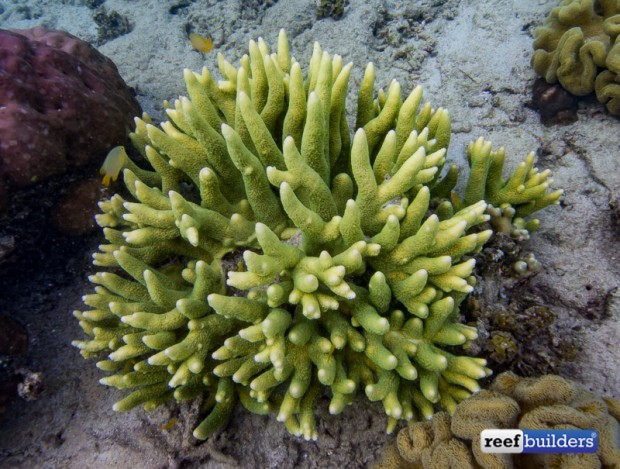 Unseen Corals: Acropora pinguis might be the thickest-branching ...