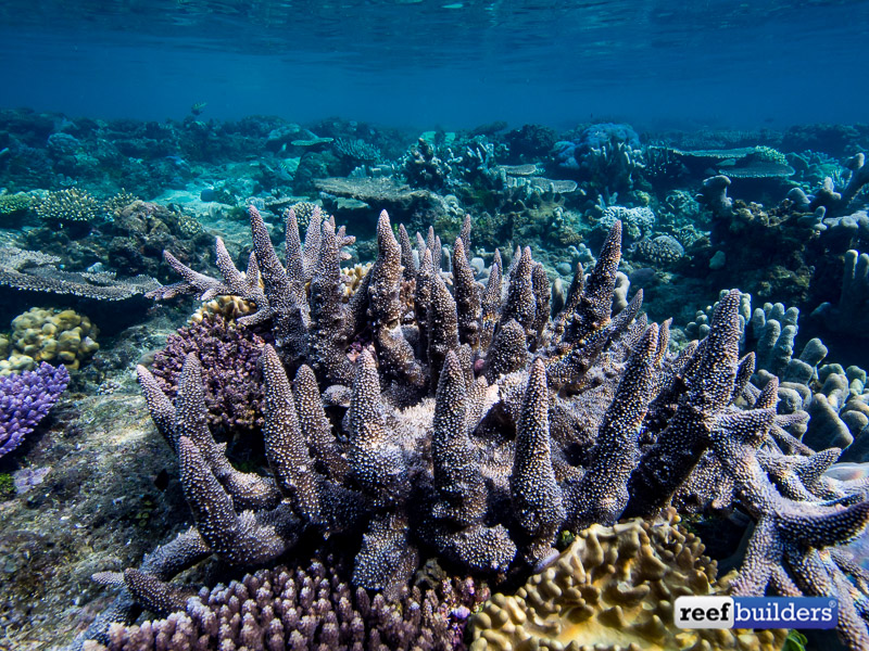 Unseen Corals: Acropora pinguis might be the thickest-branching ...