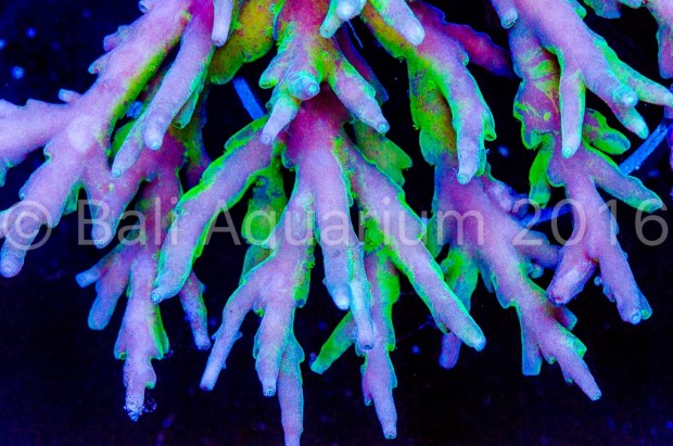 Insane purple Acropora suharsonoi with neon green ‘GFP infection ...