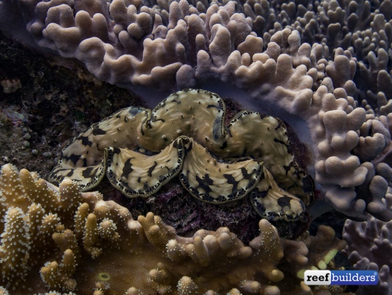 Black tiger maxima clam in the wild | Reef Builders | The Reef and ...