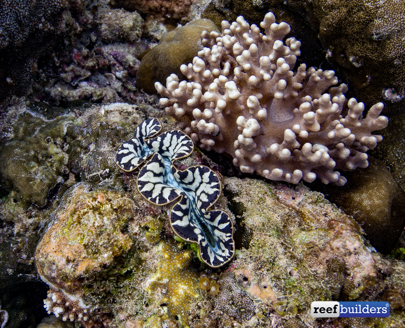 Black tiger maxima clam in the wild | Reef Builders | The Reef and ...