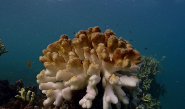 Reefer’s eye view of dying corals on the Great Barrier Reef | Reef ...