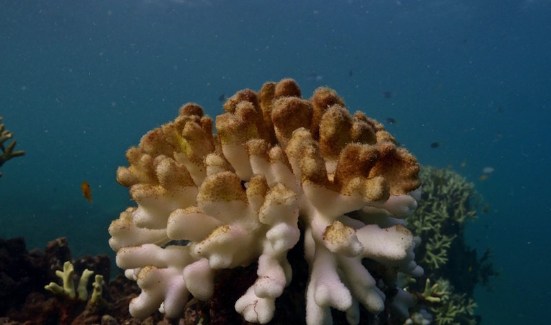Reefer’s eye view of dying corals on the Great Barrier Reef | Reef ...