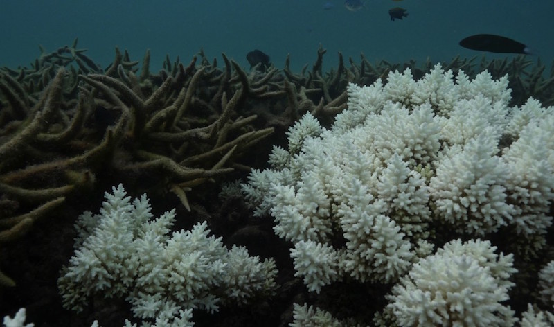 Reefer’s eye view of dying corals on the Great Barrier Reef | Reef ...