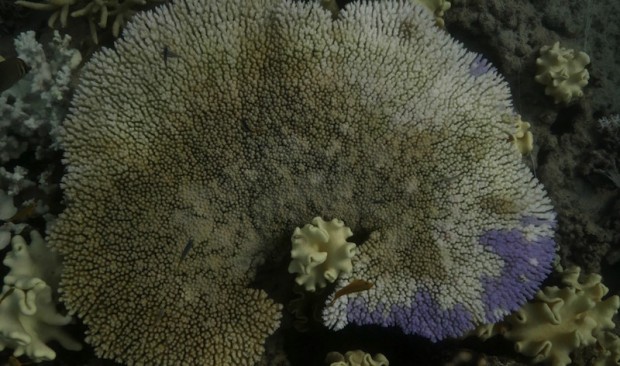 Reefer’s eye view of dying corals on the Great Barrier Reef | Reef ...
