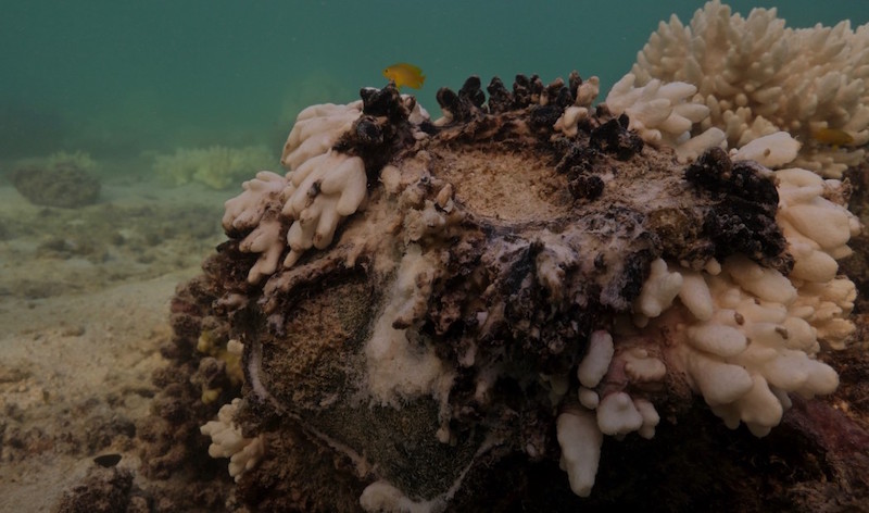 Reefer’s eye view of dying corals on the Great Barrier Reef | Reef ...