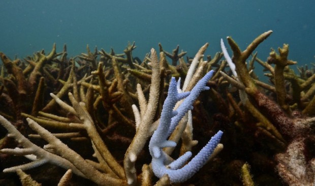 Reefer’s eye view of dying corals on the Great Barrier Reef | Reef ...
