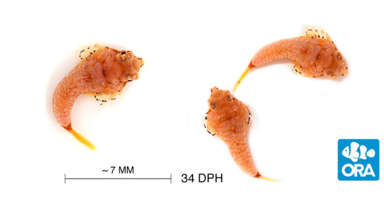 Ruby Red Dragonet successfully captive bred by ORA | Reef Builders ...