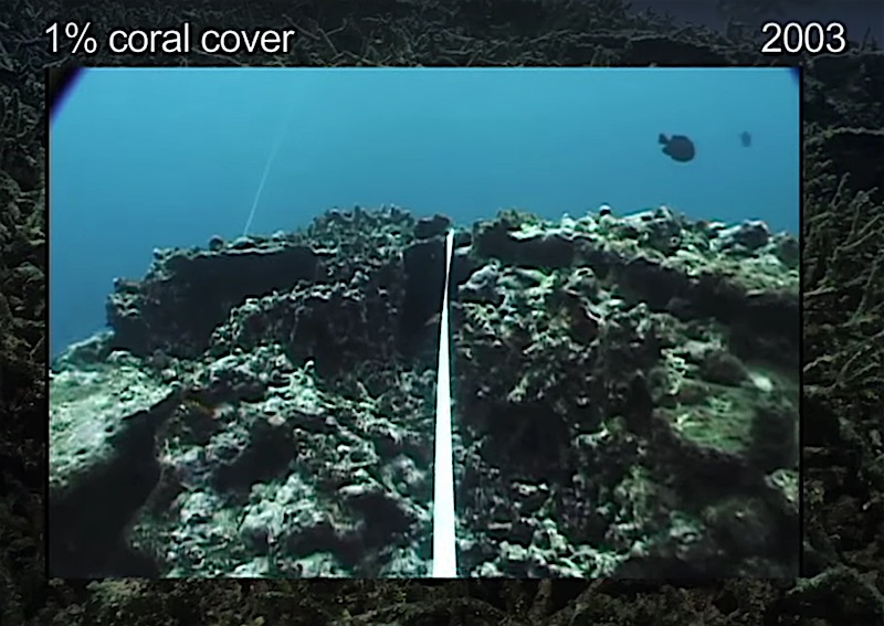 Coral bleaching is heartbreaking, but reefs CAN recover | Reef Builders ...