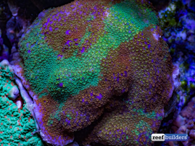 Fluorescent Friday: Focus on World Wide Corals’ ‘Grafted Cap’ | Reef ...