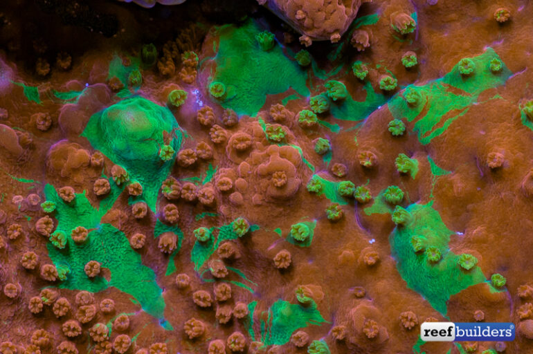 Fluorescent Friday: Focus on World Wide Corals’ ‘Grafted Cap’ | Reef ...
