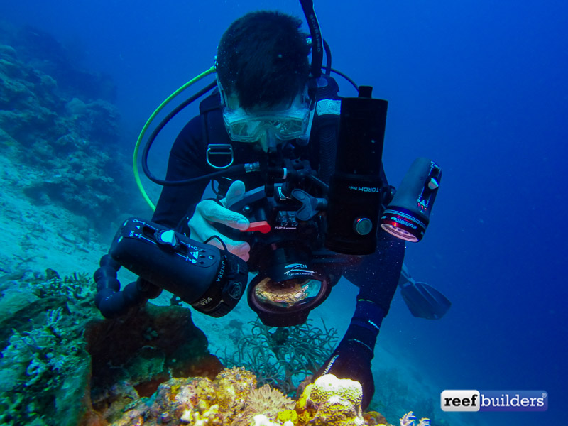 ReefAPalooza ushers in a new era of coral reefing education | Reef ...