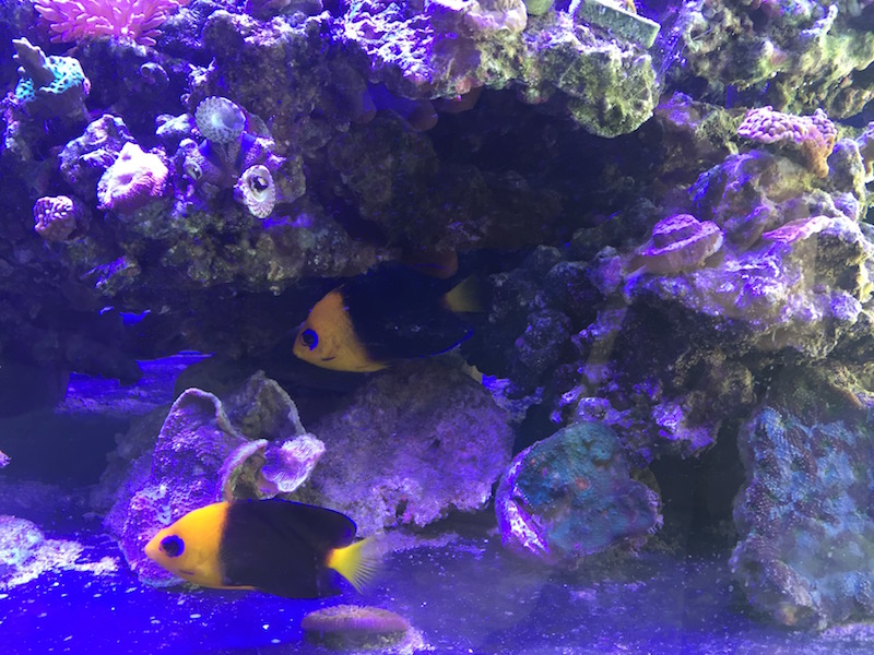 My new reef tank after three months | Reef Builders | The Reef and ...