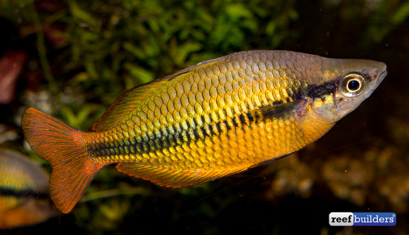 5 reasons to visit the Denver Aquarium | Reef Builders | The Reef and ...