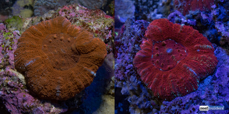 Micromussa pacifica finally gives Indonesian ‘Acan Maxima’ a real name ...