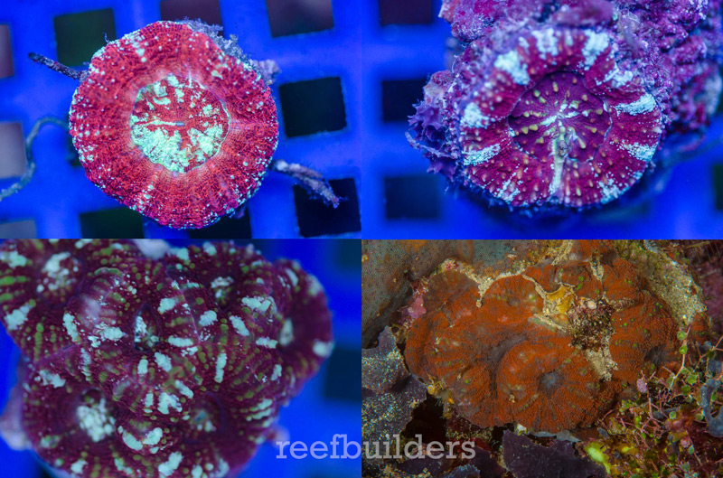 Micromussa pacifica finally gives Indonesian ‘Acan Maxima’ a real name ...