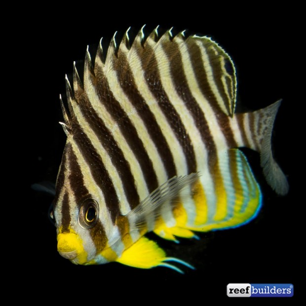We Finally Know What an Adult Venusta Multibar Hybrid Looks Like | Reef ...