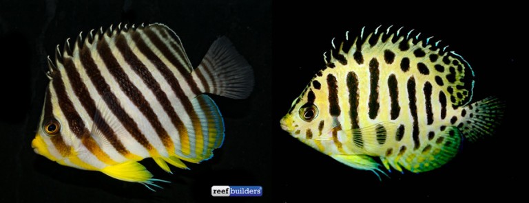 Leopard Multibar Angelfish is now in the best of hands | Reef Builders ...