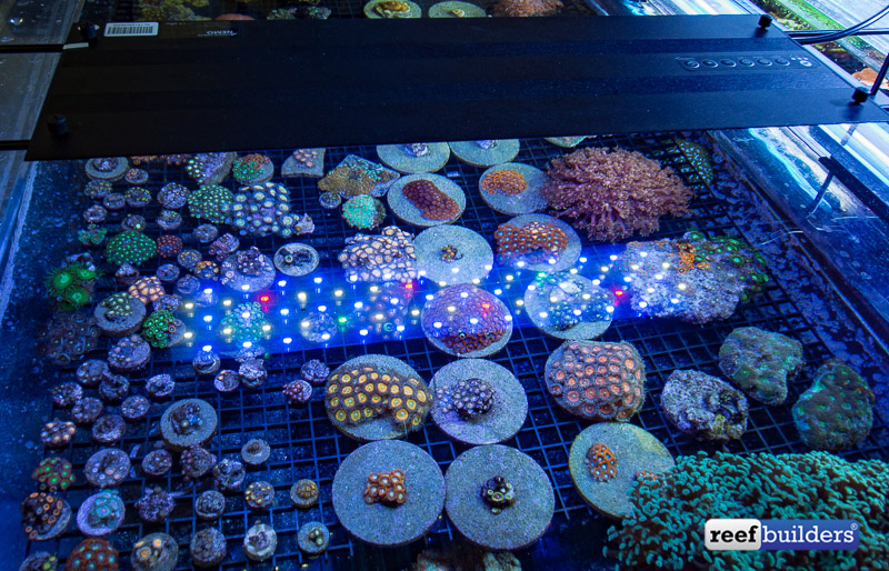 AquaMaxx NemoLight LED review Pt 2, how it looks over corals | Reef Builders | The Reef and ...