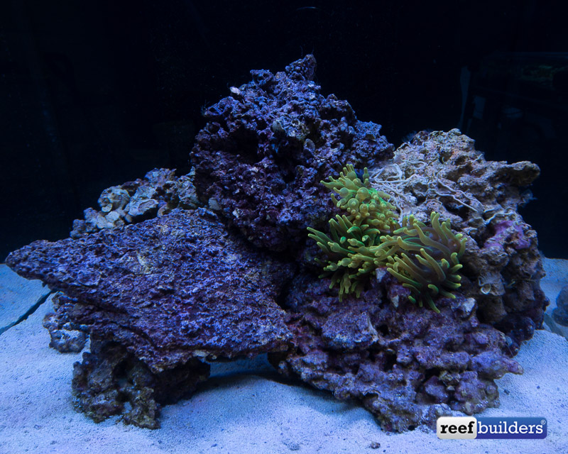 AquaMaxx NemoLight LED review Pt 2, how it looks over corals | Reef Builders | The Reef and ...
