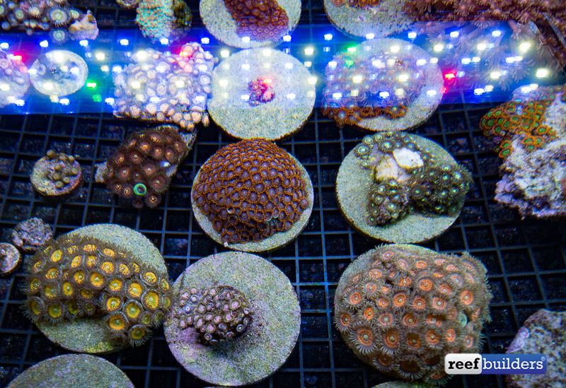 AquaMaxx NemoLight LED review Pt 2, how it looks over corals | Reef Builders | The Reef and ...