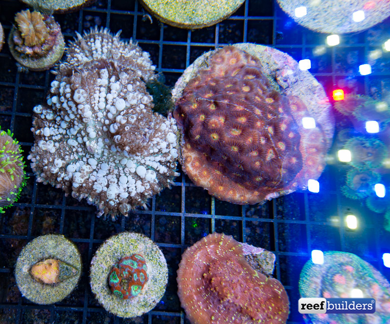 AquaMaxx NemoLight LED review Pt 2, how it looks over corals | Reef Builders | The Reef and ...