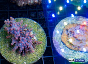 AquaMaxx NemoLight LED review Pt 2, how it looks over corals | Reef Builders | The Reef and ...