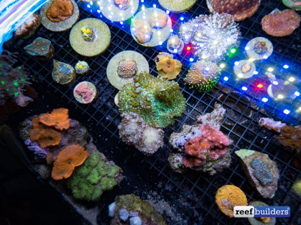 AquaMaxx NemoLight LED review Pt 2, how it looks over corals | Reef Builders | The Reef and ...